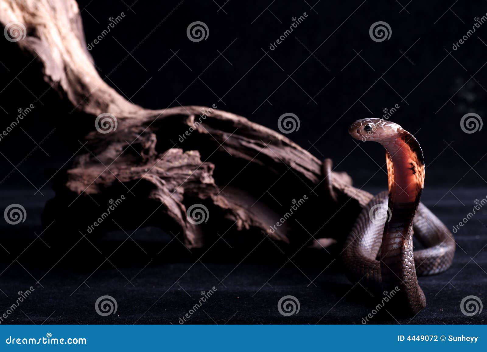 Cobra stock photo. Image of reptilian, relax, skin, reptile - 4449072