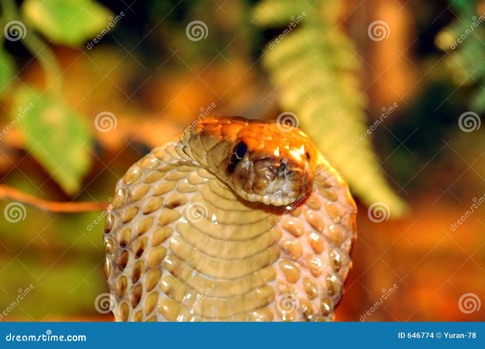 Cobra stock photo. Image of grass, strong, reflection, beautiful - 646774