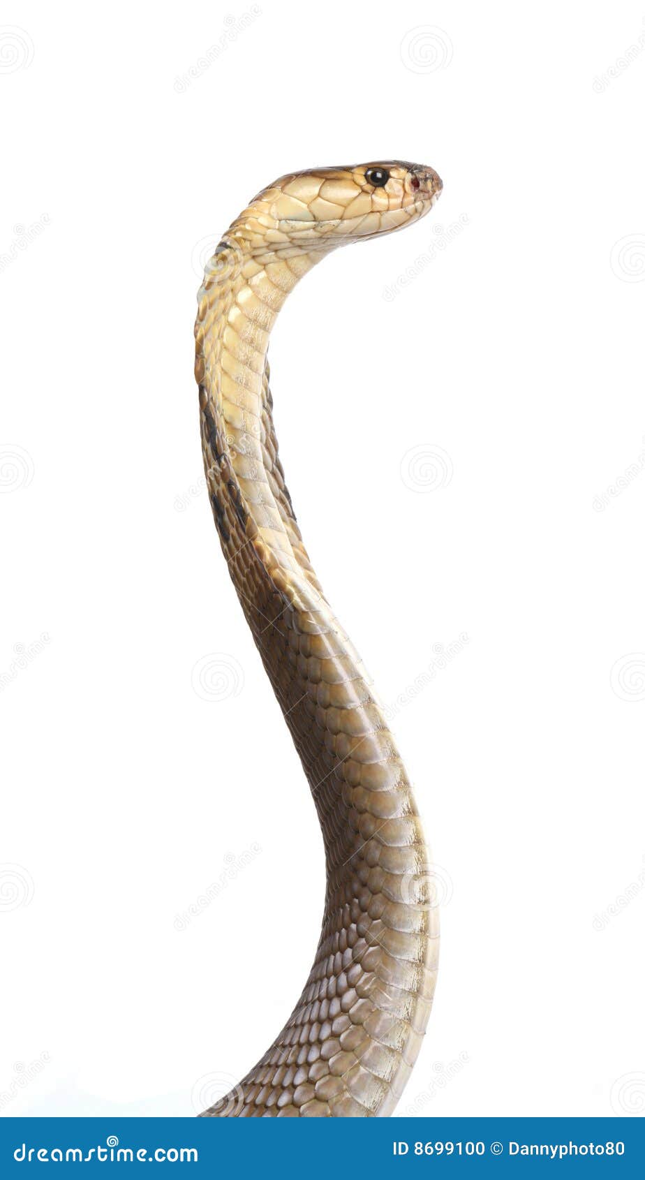 Rearing Cobra Photos - Free & Royalty-Free Stock Photos from Dreamstime
