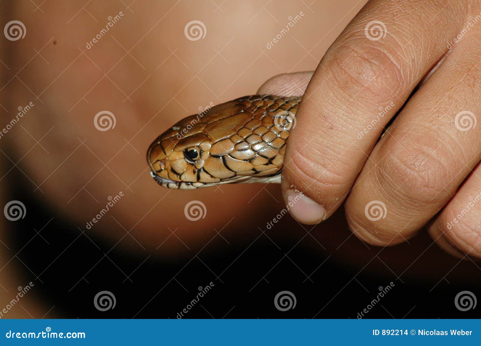 Cobra stock photo. Image of nature, outdoors, animal, species - 892214