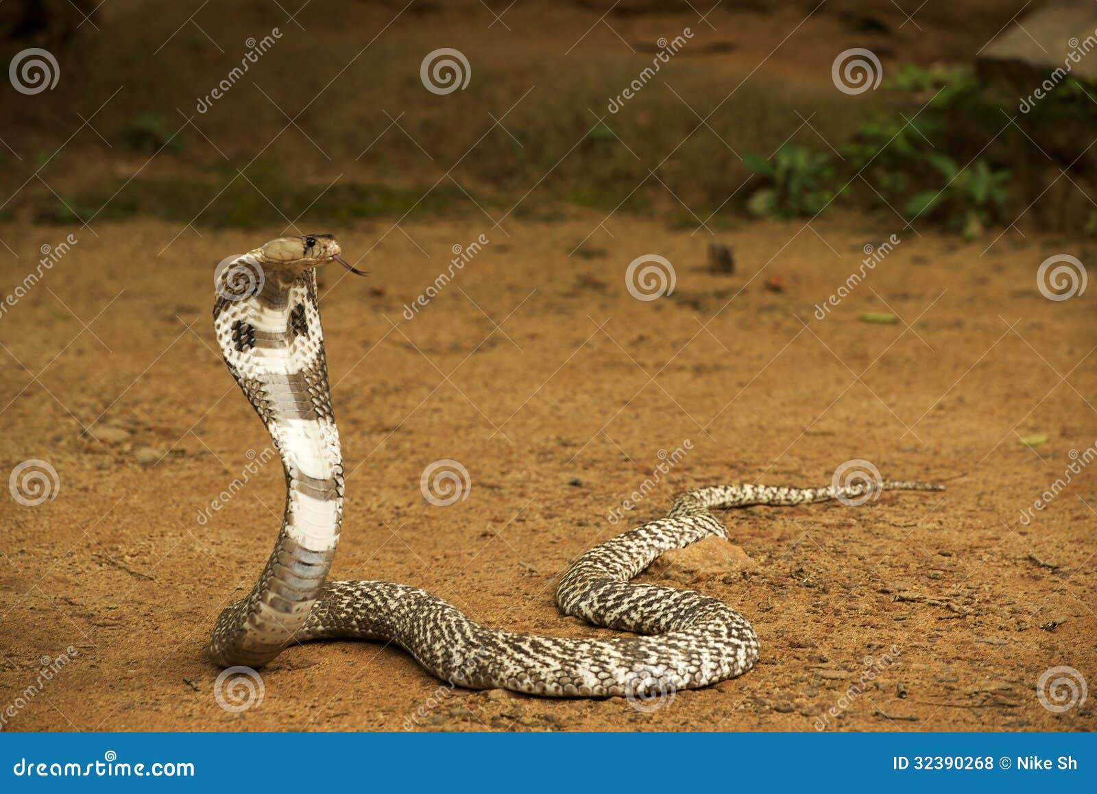 Cobra stock photo. Image of asia, pupils, defensive, camouflage - 32390268
