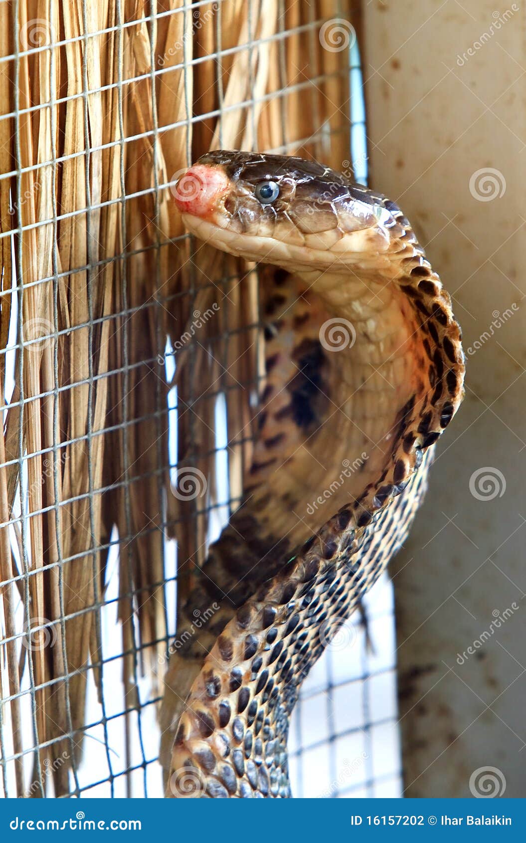 Cobra in a cage stock photo. Image of dangerous, nivea - 16157202