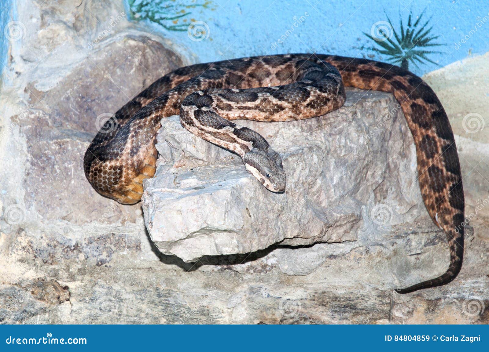 A cobra coiled stock image. Image of jungle, blank, python - 84804859