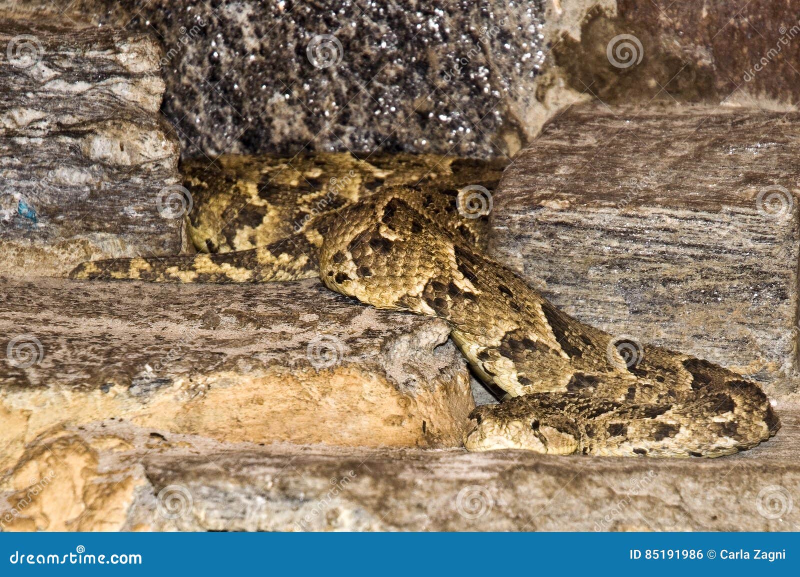 A cobra coiled stock photo. Image of jungle, yellow, pattern - 85191986
