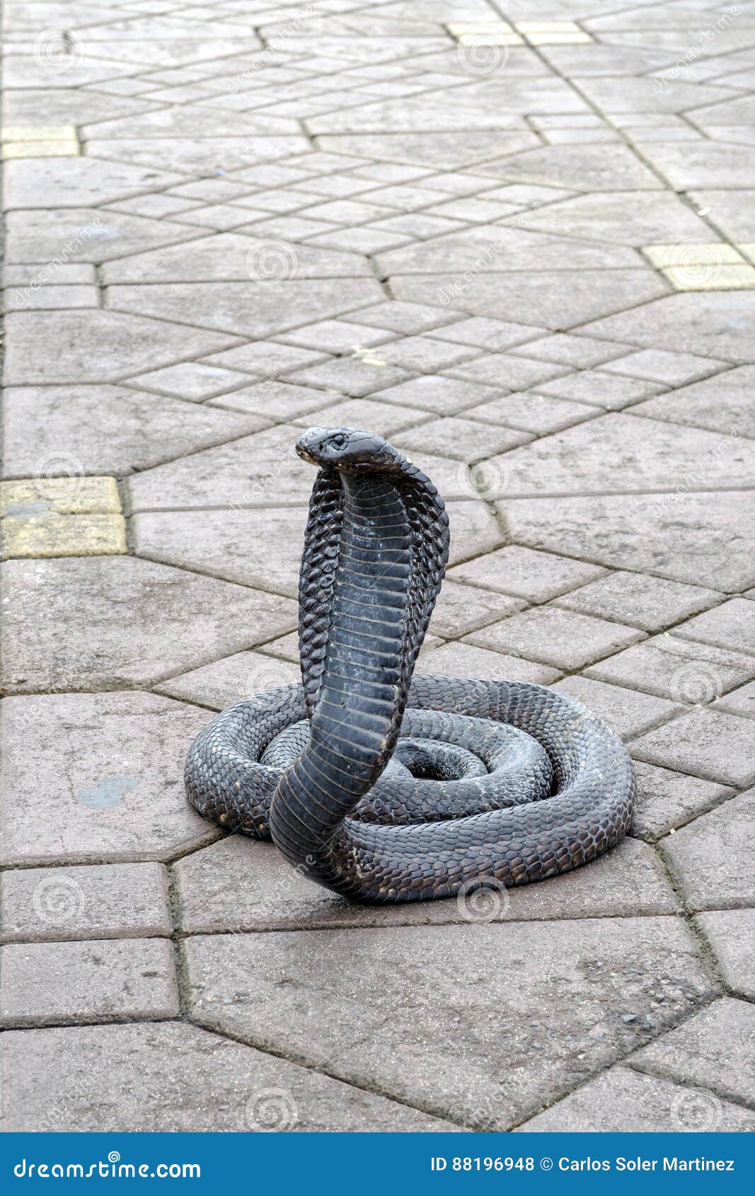 Cobra Dancing in Marrakech Morocco Stock Photo - Image of culture ...