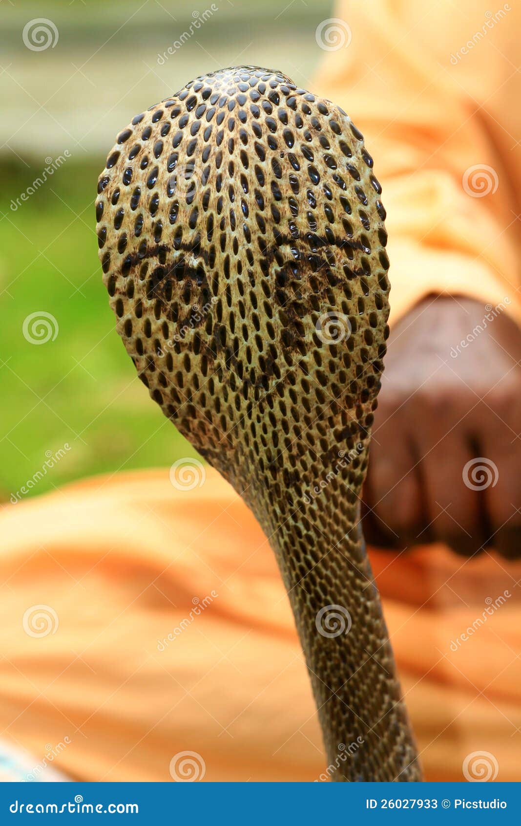 Cobra de rei imagem de stock. Imagem de endangered, dentes - 26027933