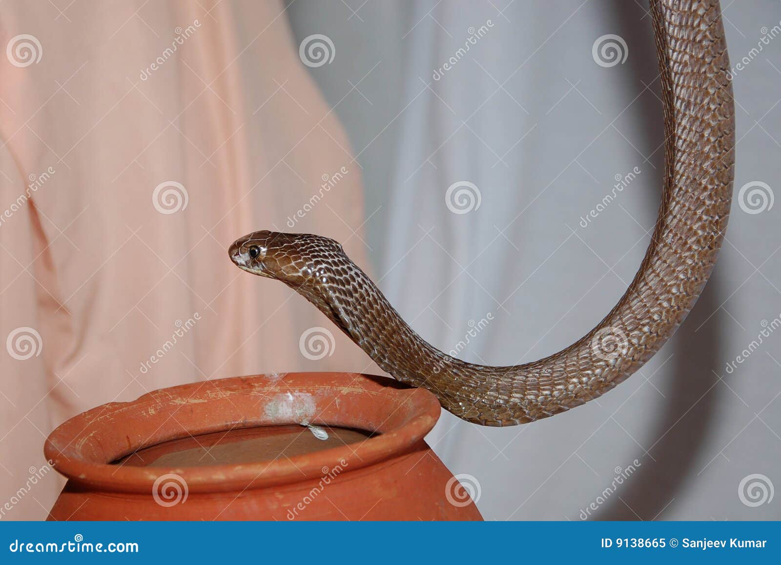 Cobra de rei imagem de stock. Imagem de assento, exterior - 9138665