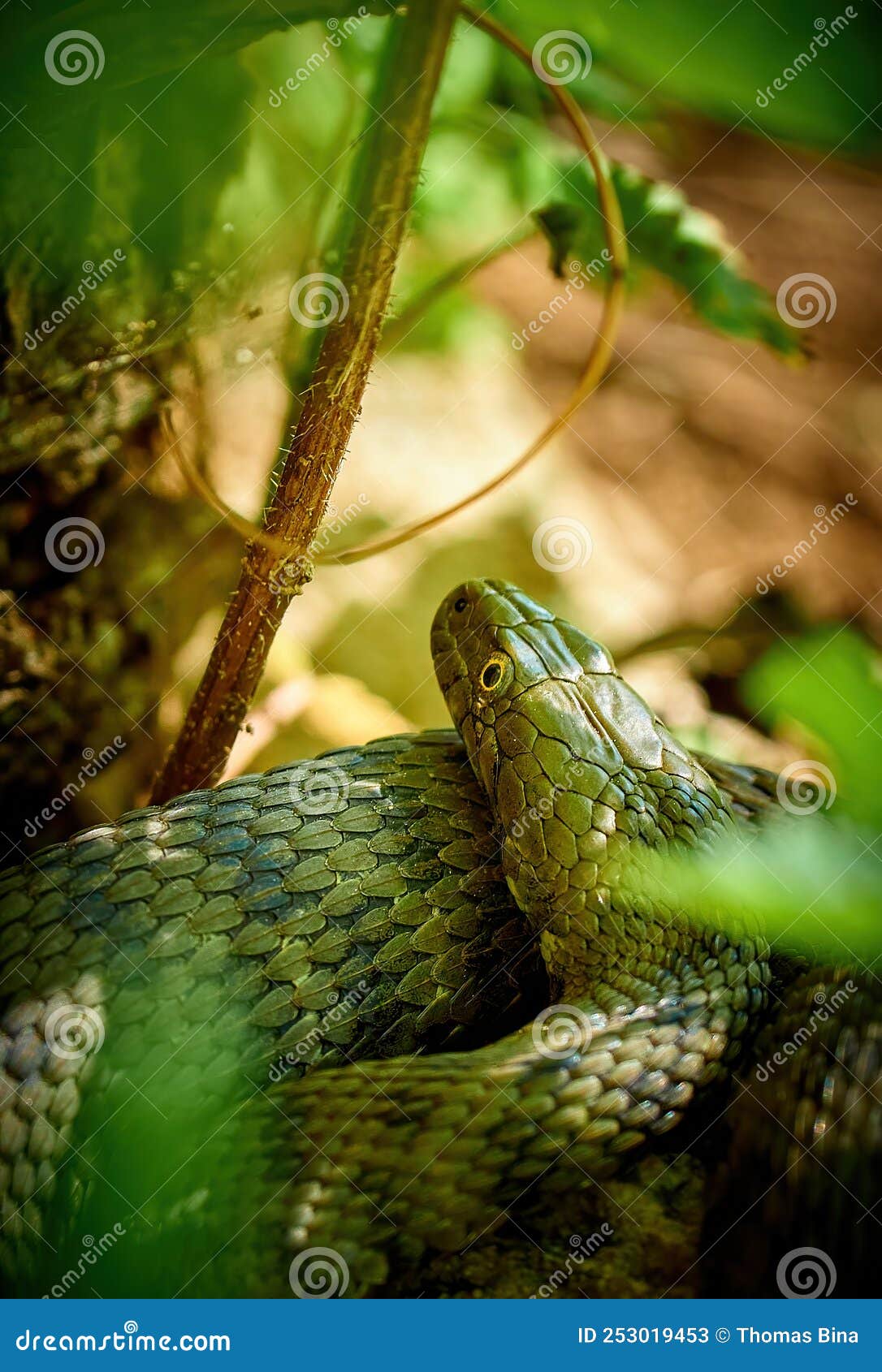 Cobra-de-relva Conhecida Como Natrix Tessellata Imagem de Stock ...