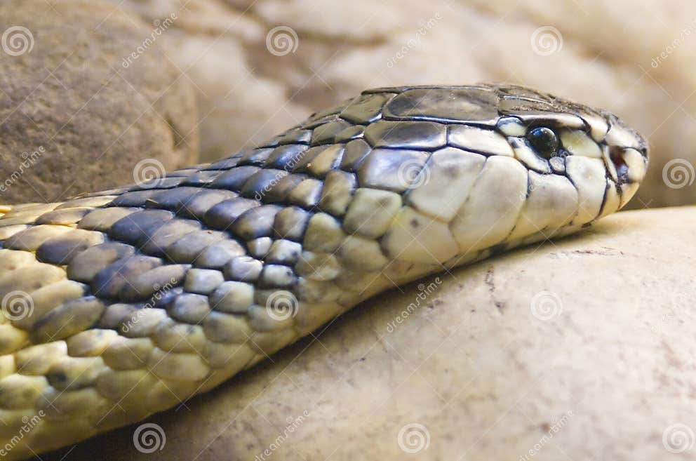 Cobra(Egyptian) stock image. Image of syria, snake, savanna - 6475817