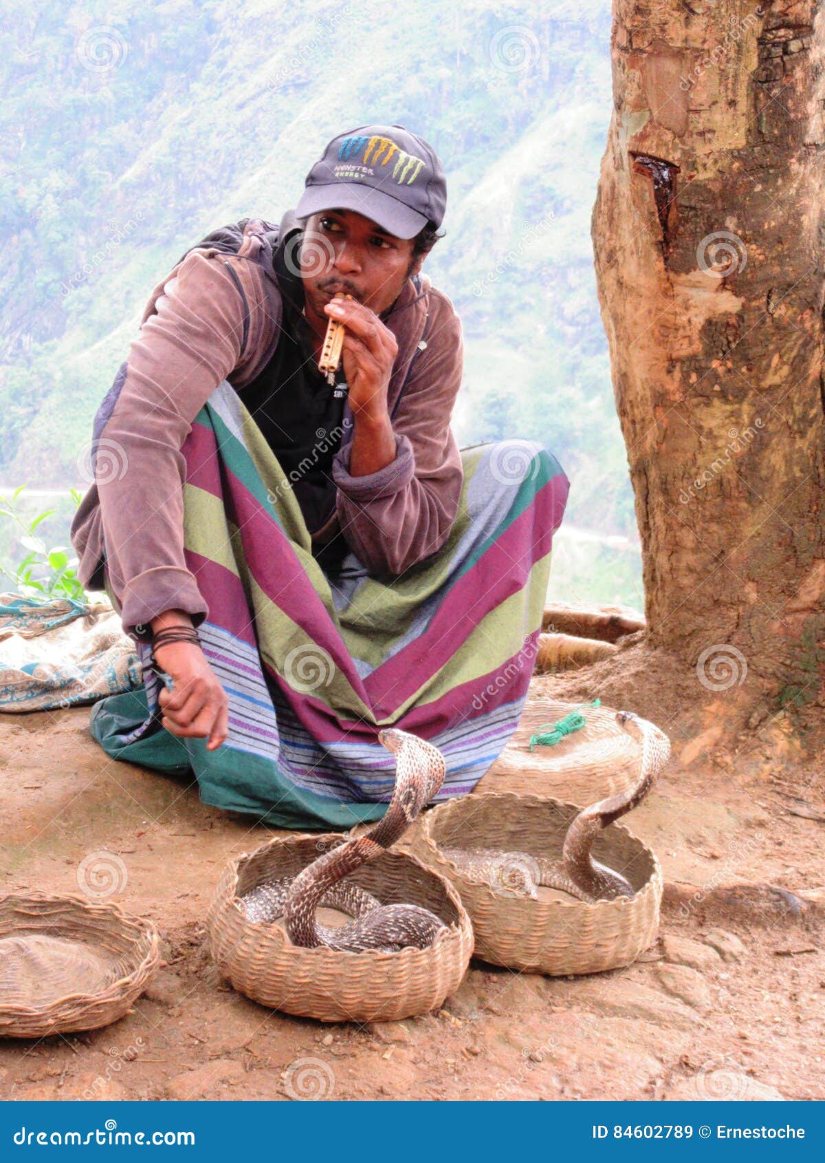 Cobra in Ella in the Highlands of Sri Lanka Editorial Stock Image ...