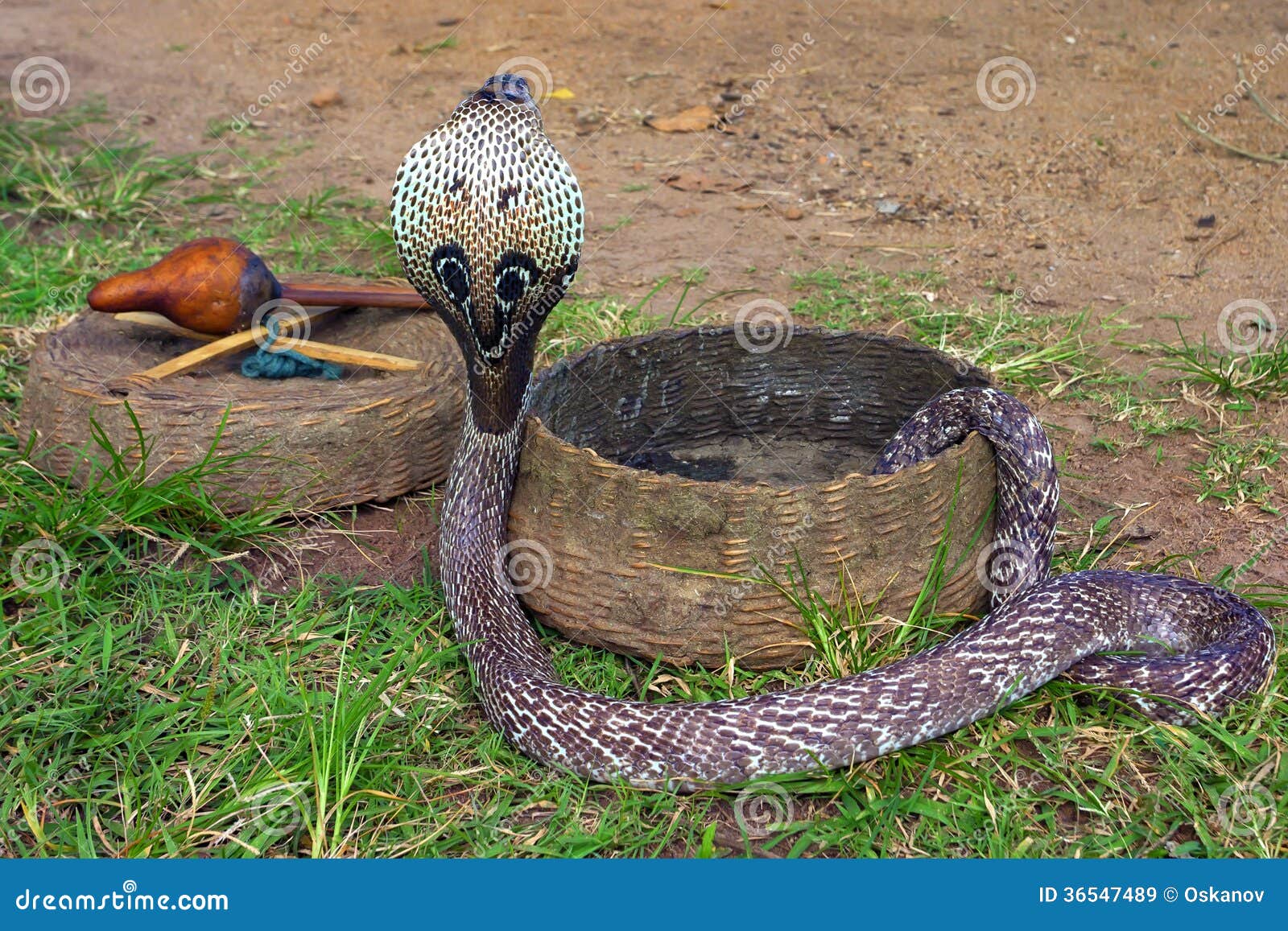 Cobra indiana imagem de stock. Imagem de cobra, perigoso - 36547489