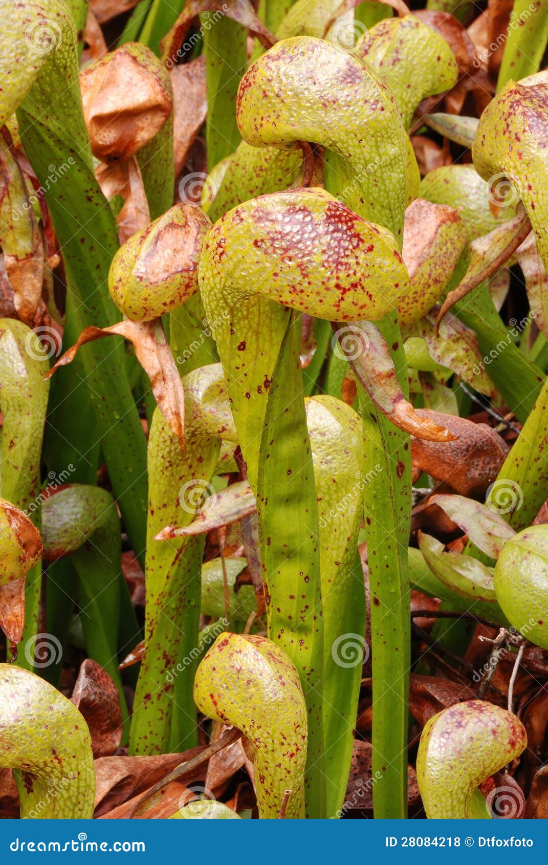 Cobra Lily stock photo. Image of color, plant, flora - 28084218