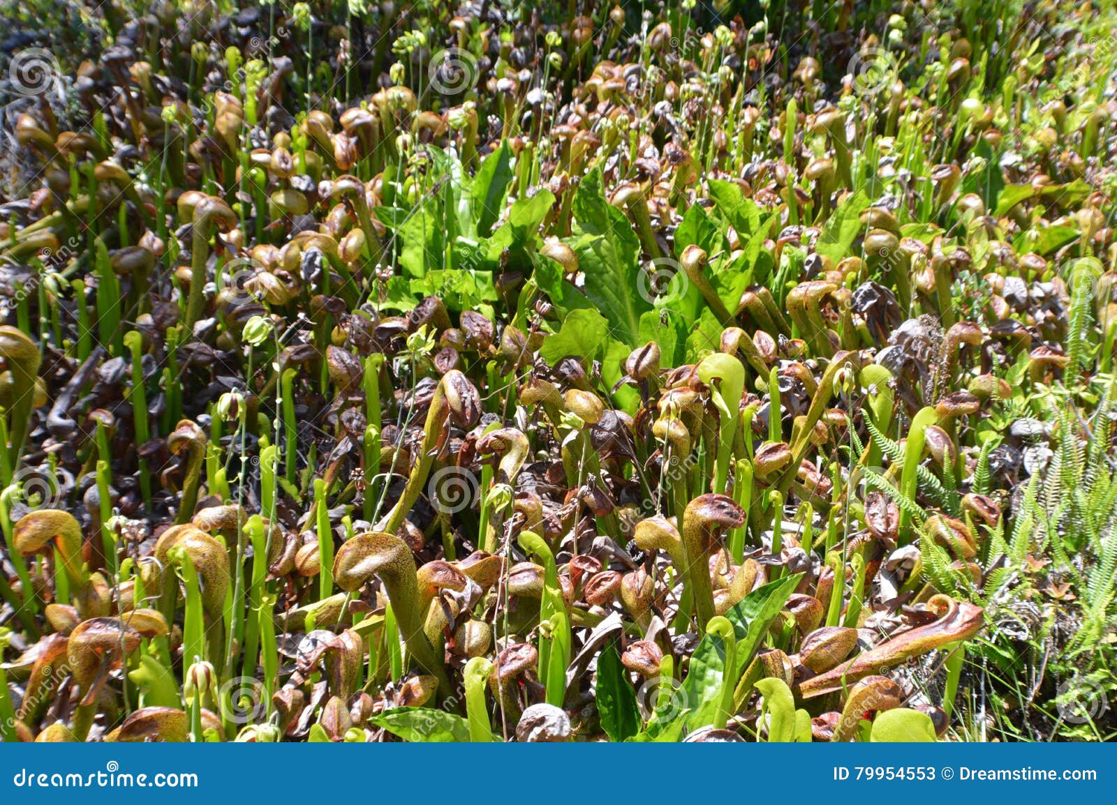 Cobra lily bog stock image. Image of group, prey, insect - 79954553 Cobra lily bog stock image. Image of group, prey, insect - 79954553