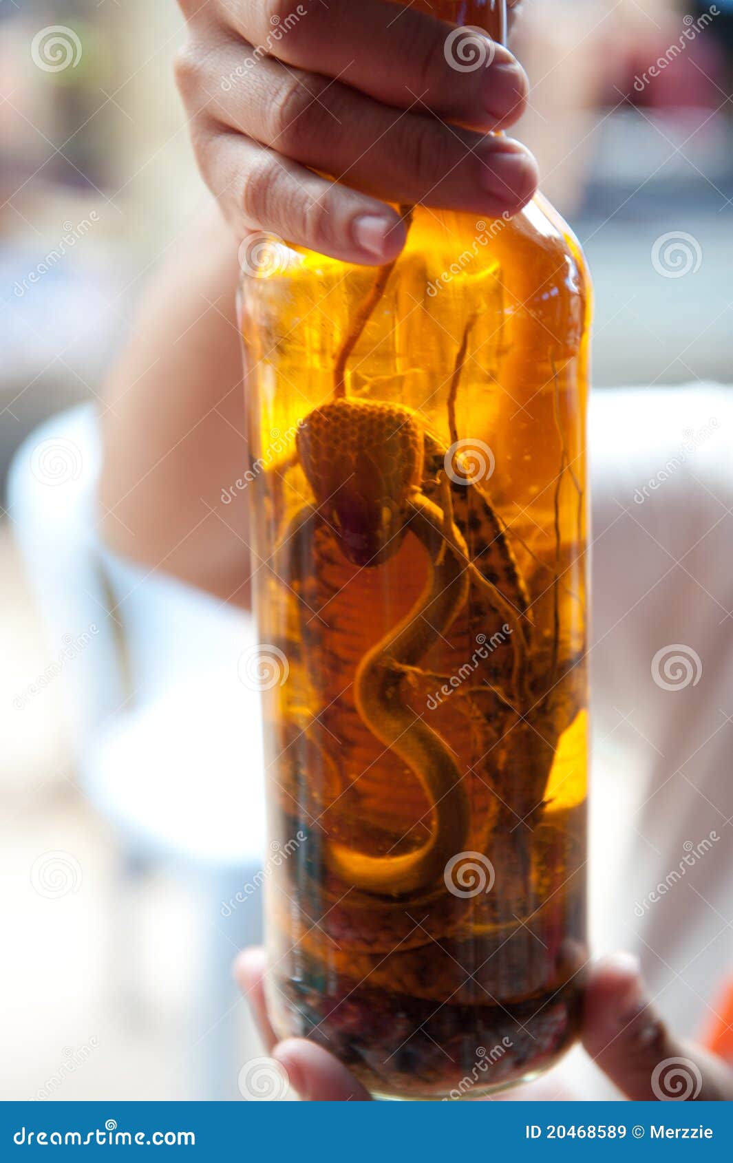 Cobra Liqour stock image. Image of soaked, asia, alcohol - 20468589
