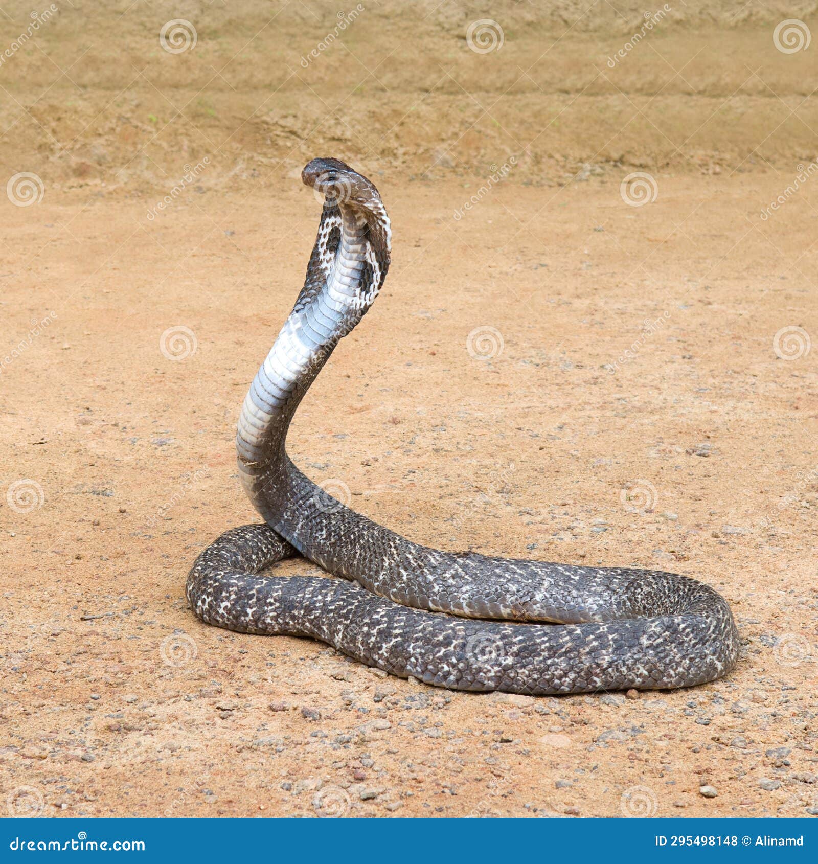 Cobra in Menacing Pose in the Wild Stock Photo - Image of deadly, sand ...