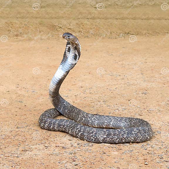 Cobra in Menacing Pose in the Wild Stock Photo - Image of deadly, sand ...