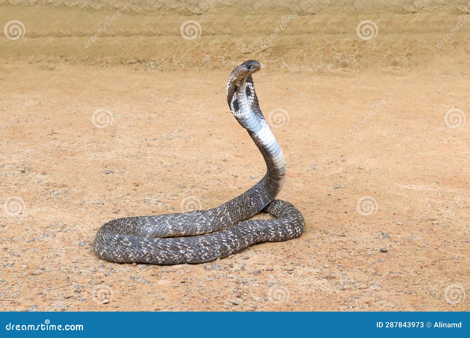 Cobra in a Threatening Position in the Wild Stock Image - Image of long ...