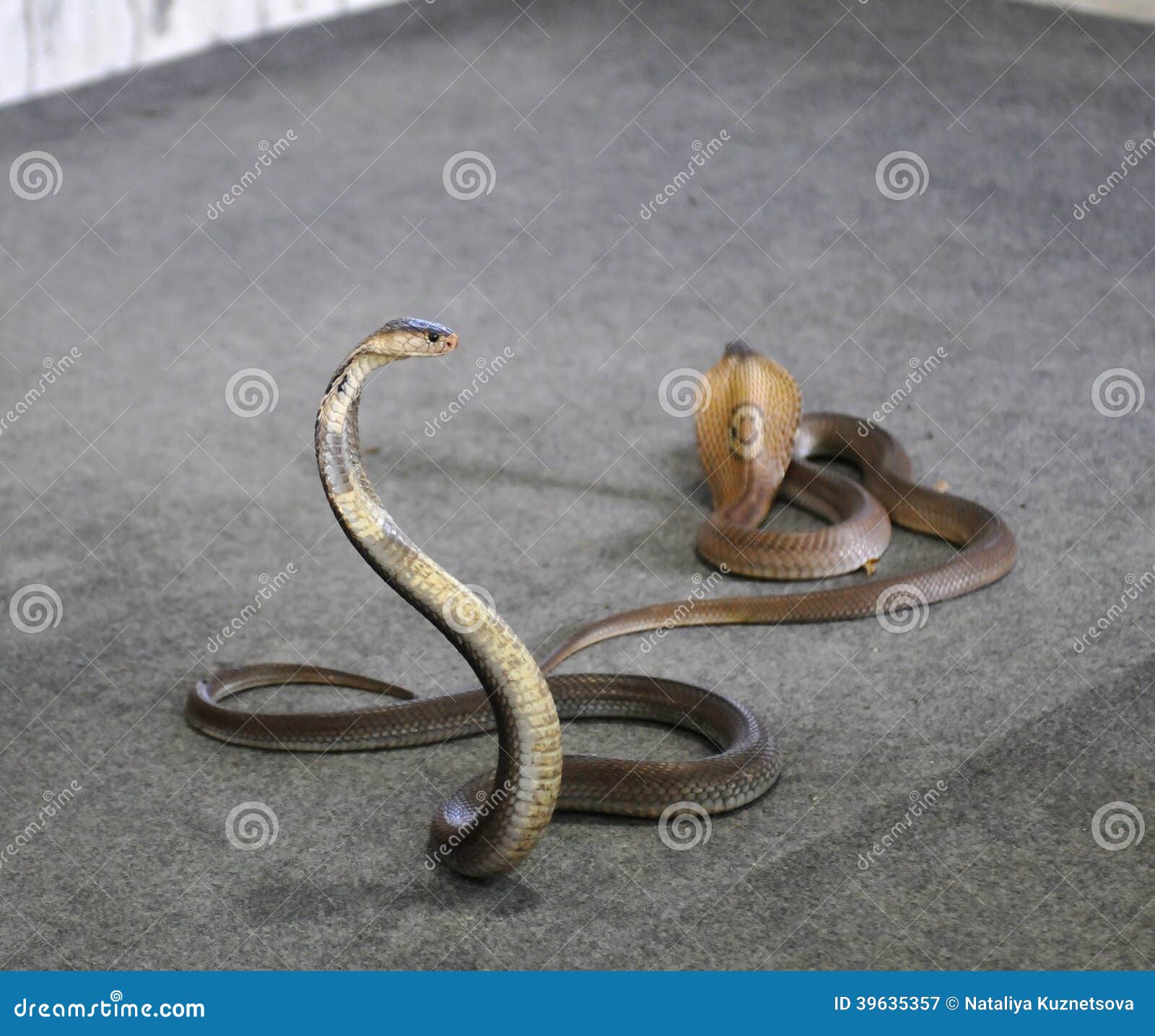 Cobra portrait stock image. Image of grey, strong, poikilotherm - 39635357