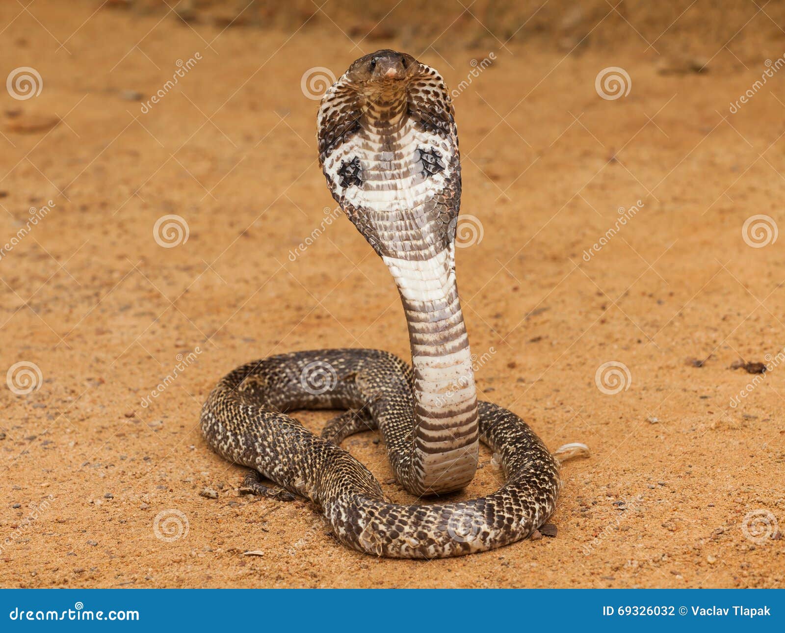 Cobra Real (Ophiophagus Hannah) Foto de archivo - Imagen de pista ...