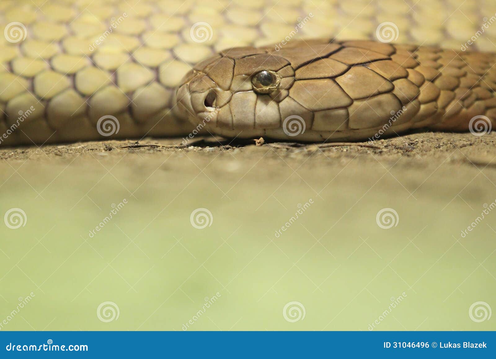 Cobra reale fotografia stock. Immagine di hannah, nave - 31046496