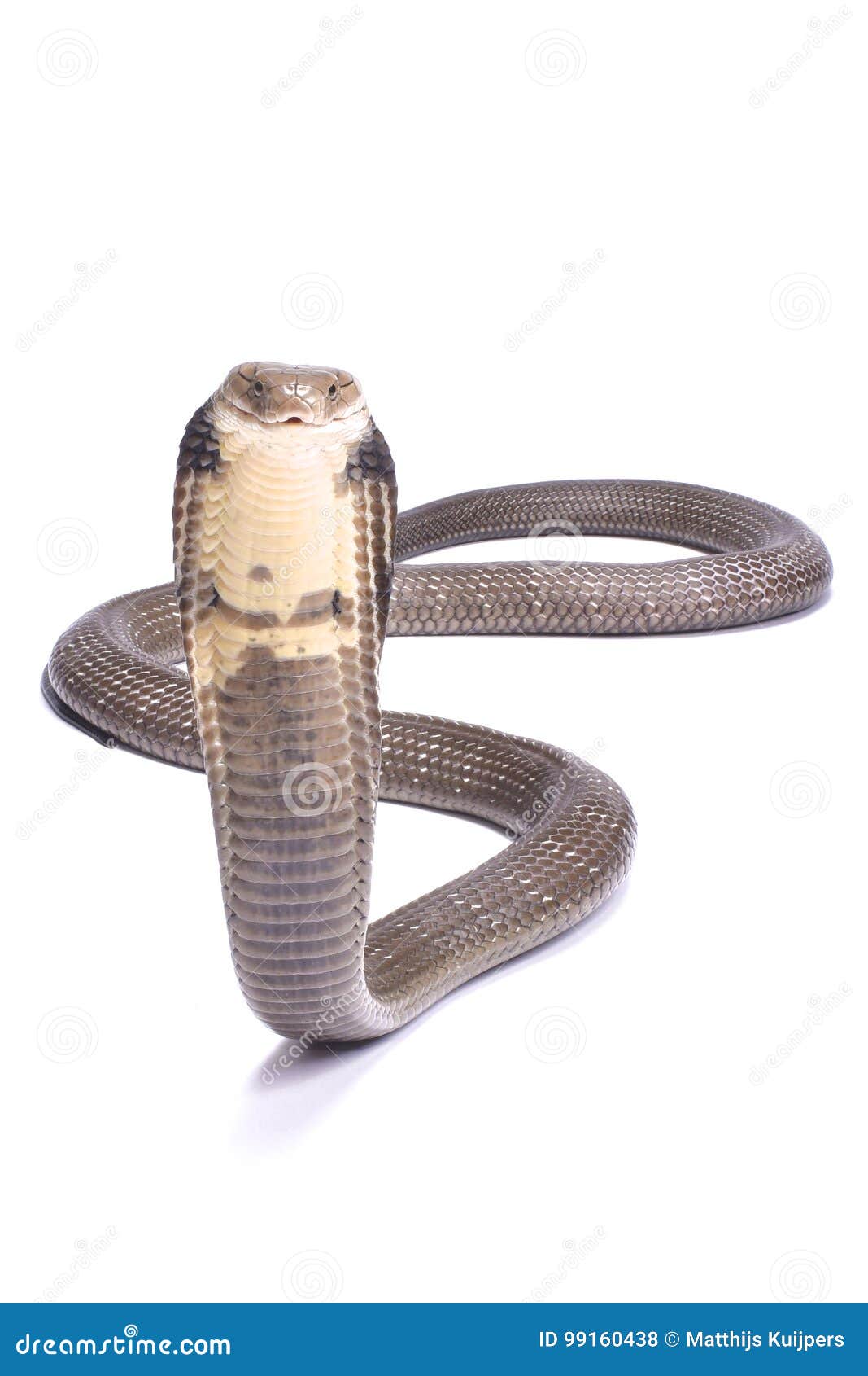 Cobra Reale, Ophiophagus Hannah Fotografia Stock - Immagine di rettile ...