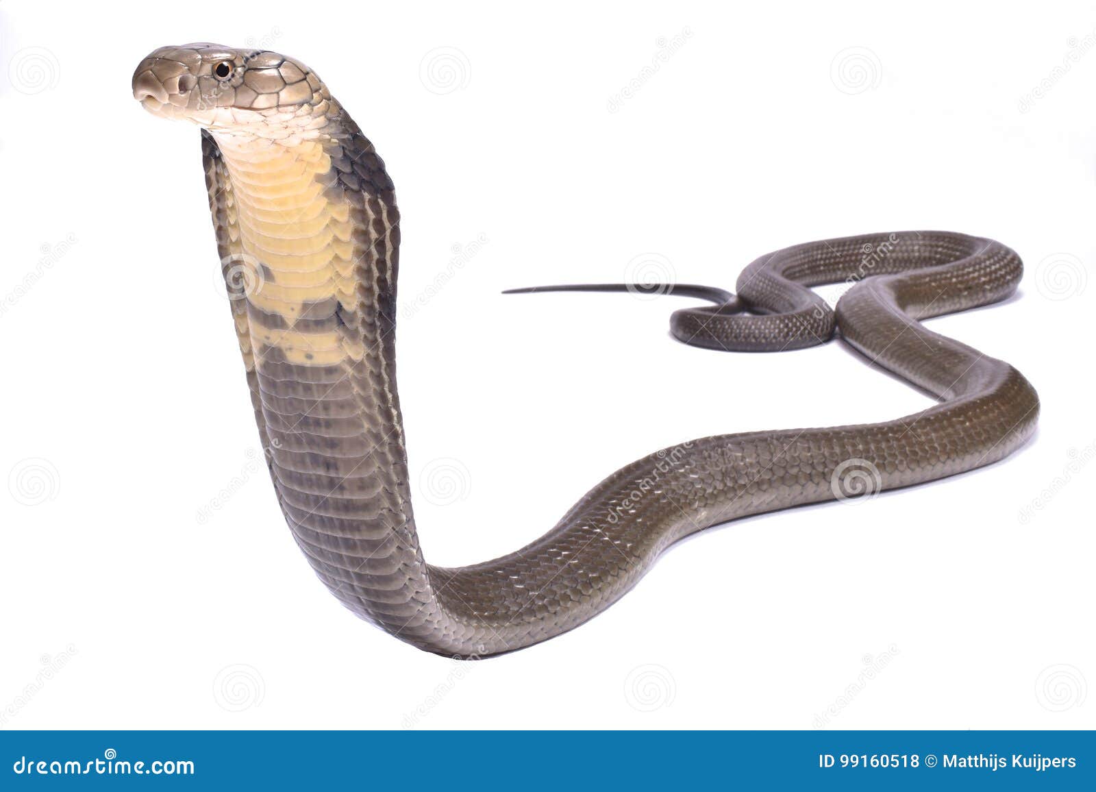 Cobra Reale, Ophiophagus Hannah Fotografia Stock - Immagine di ...