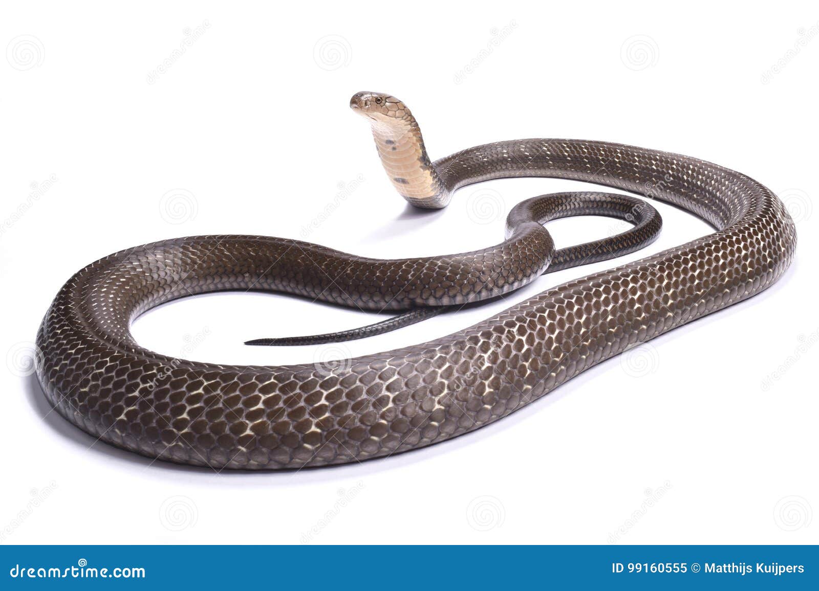 Cobra Reale, Ophiophagus Hannah Immagine Stock - Immagine di maggiore ...