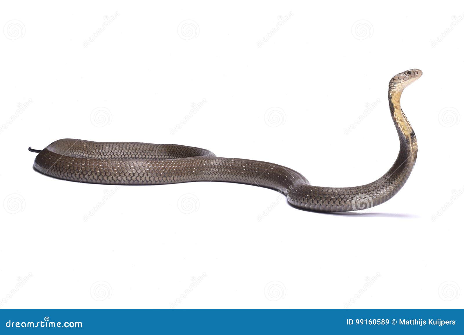 Cobra Reale, Ophiophagus Hannah Immagine Stock - Immagine di india ...