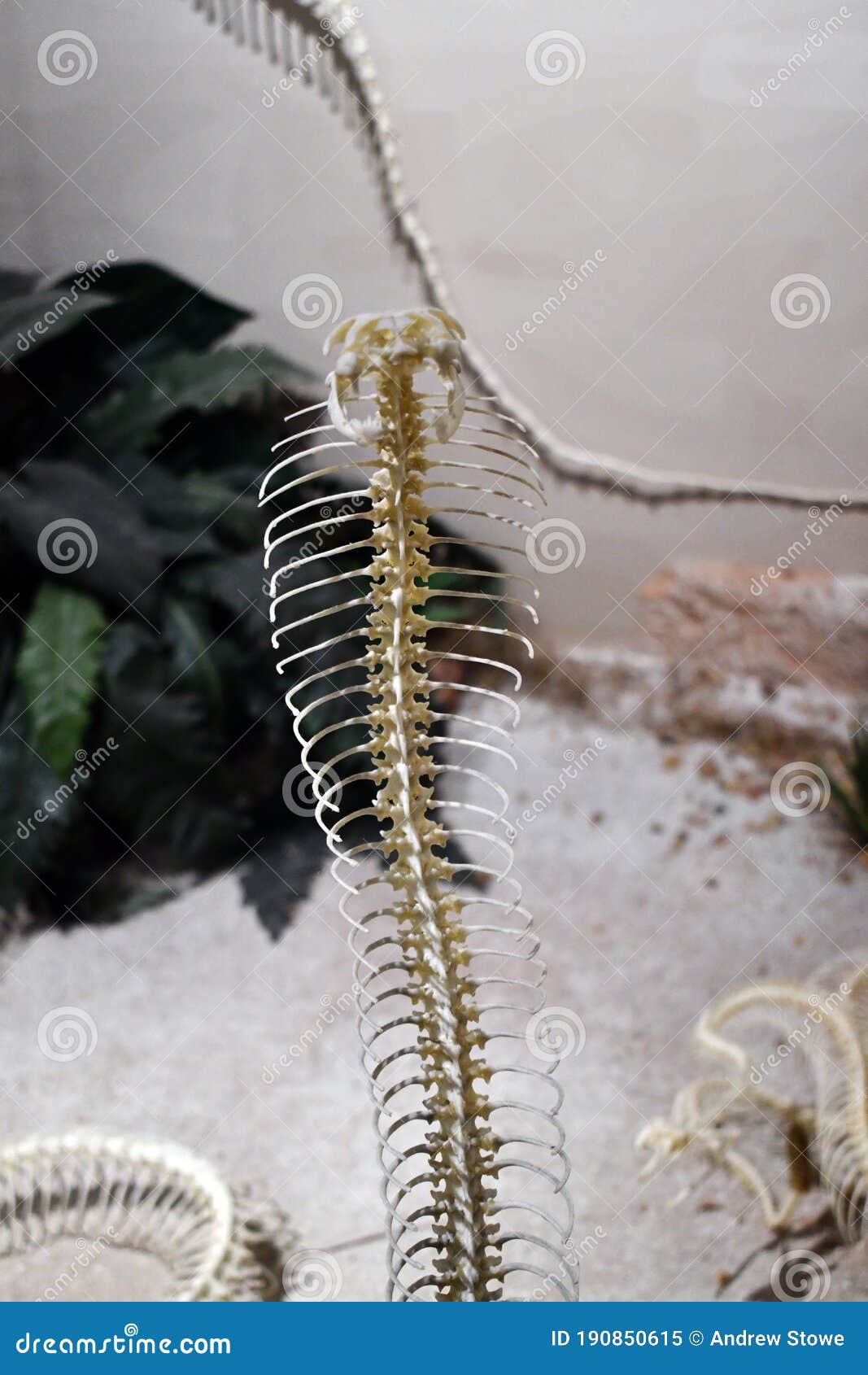 Cobra Skeleton