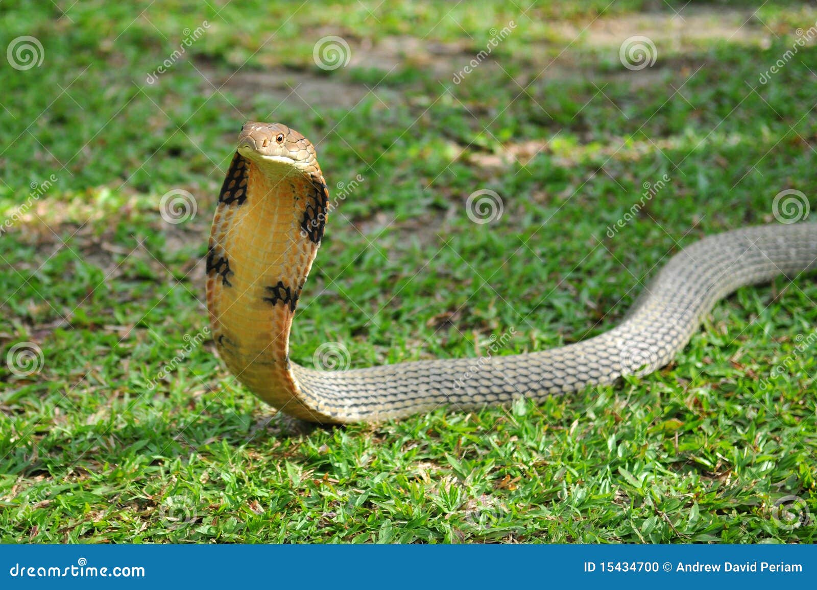 Cobra Snake Head Front