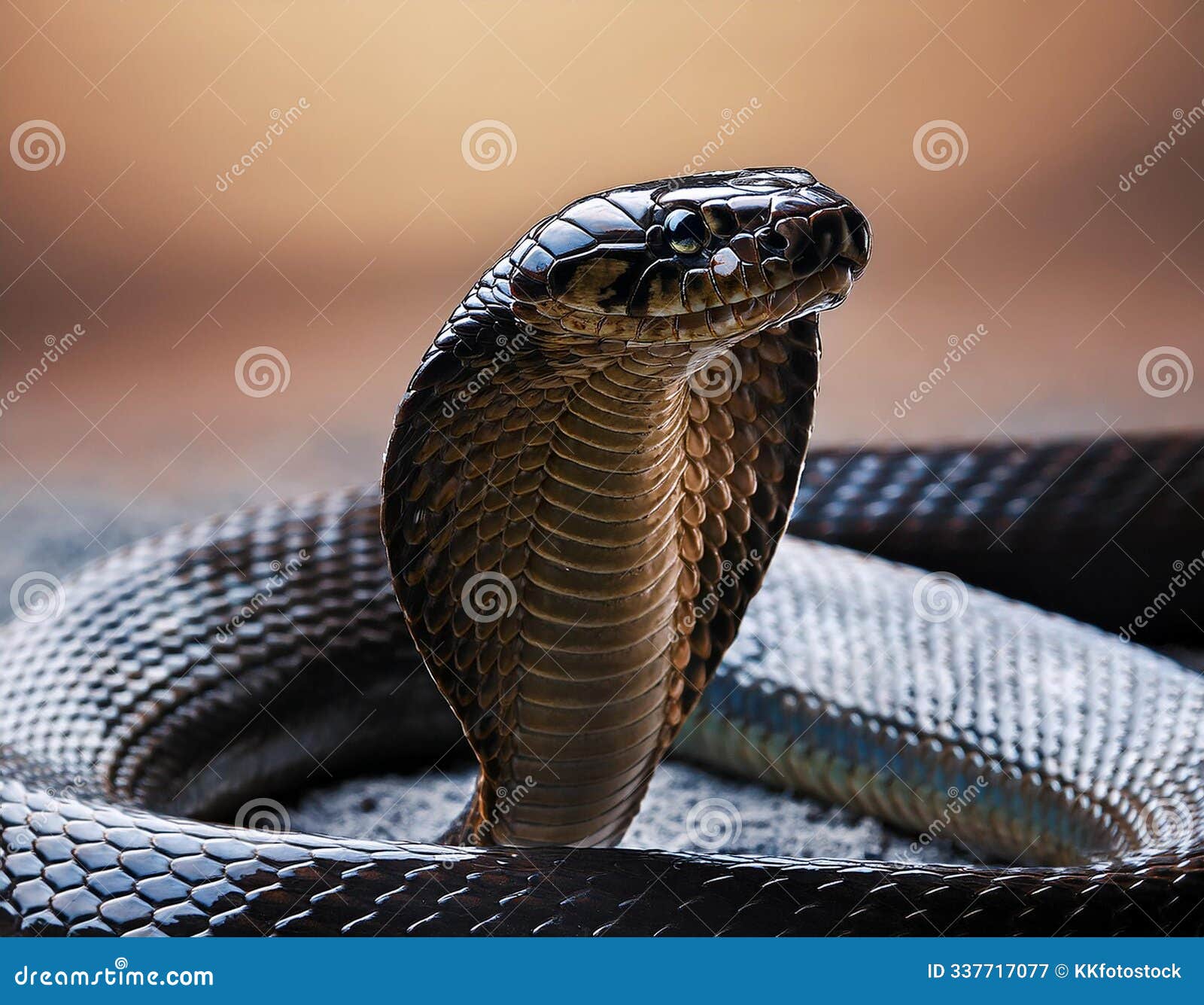 Close Up of a Cobra Coiled Up Stock Illustration - Illustration of ...