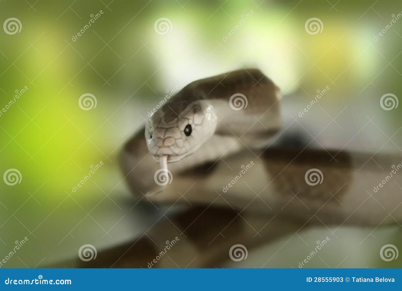 Cobra snake (Elapidae) stock image. Image of zoology - 28555903