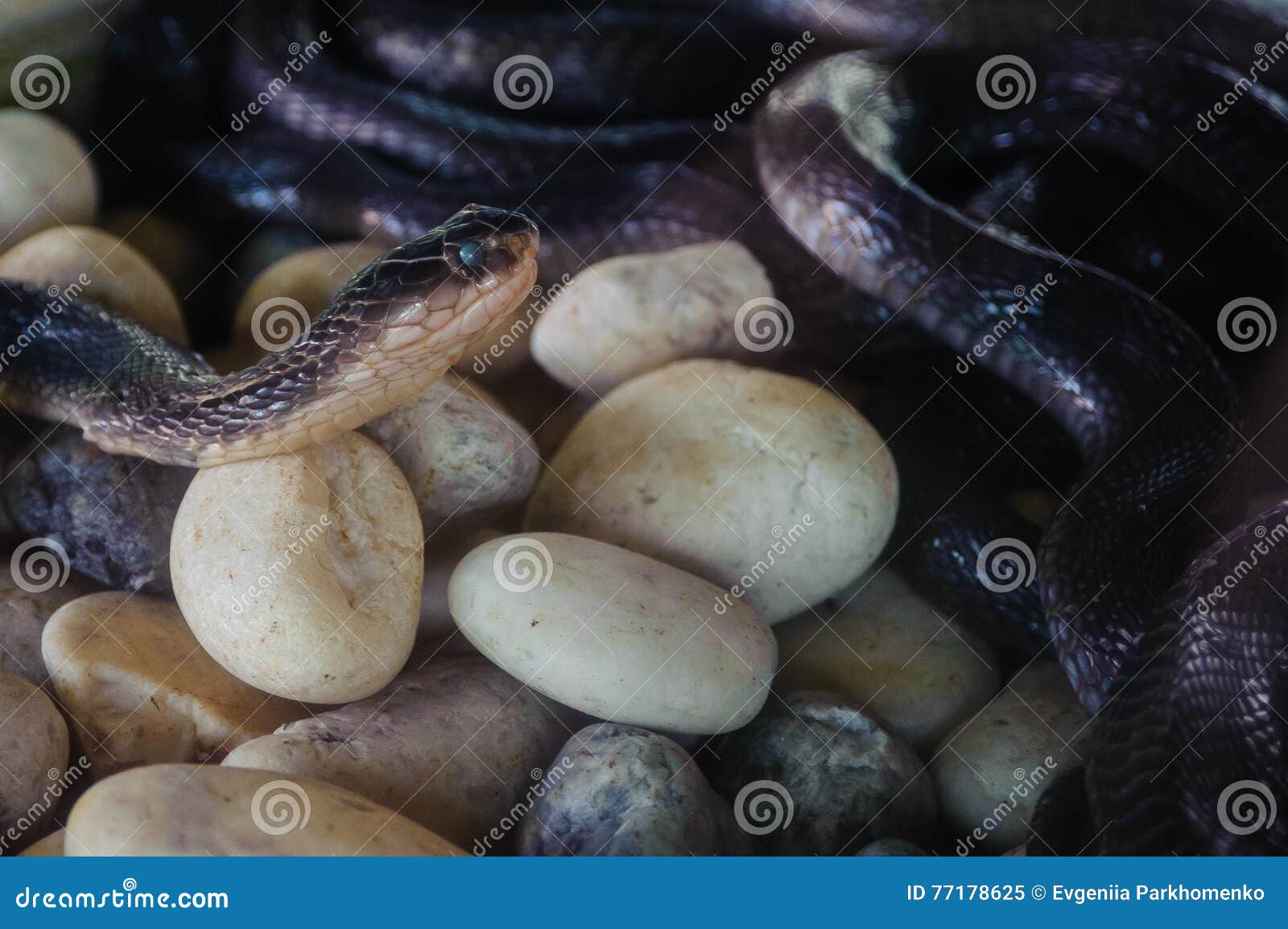 The Cobra Snake Farm in Thailand Stock Image - Image of forest, king ...