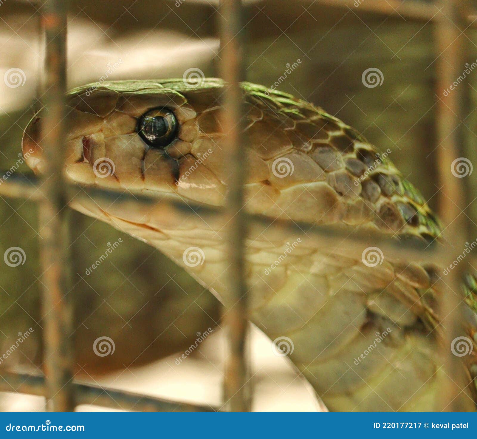Cobra Snake Got Inside the Cage Stock Image - Image of amphibians ...