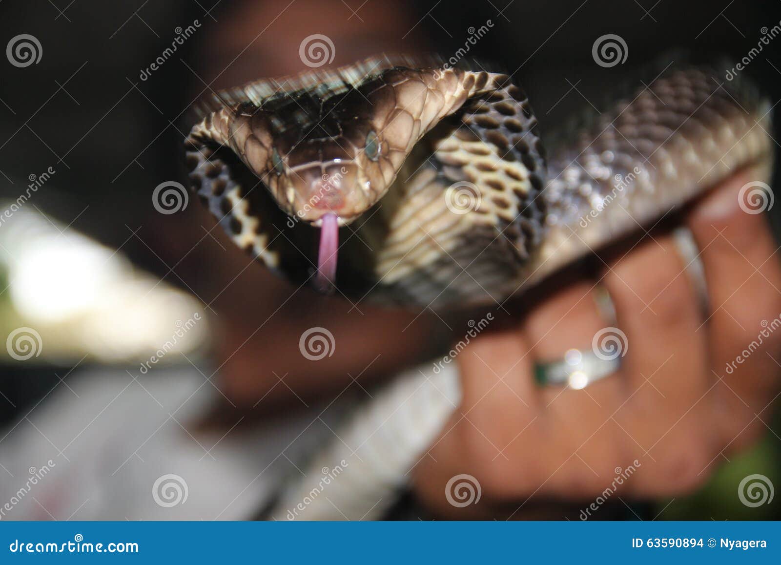 Cobra snake stock photo. Image of held, thailand, head - 63590894