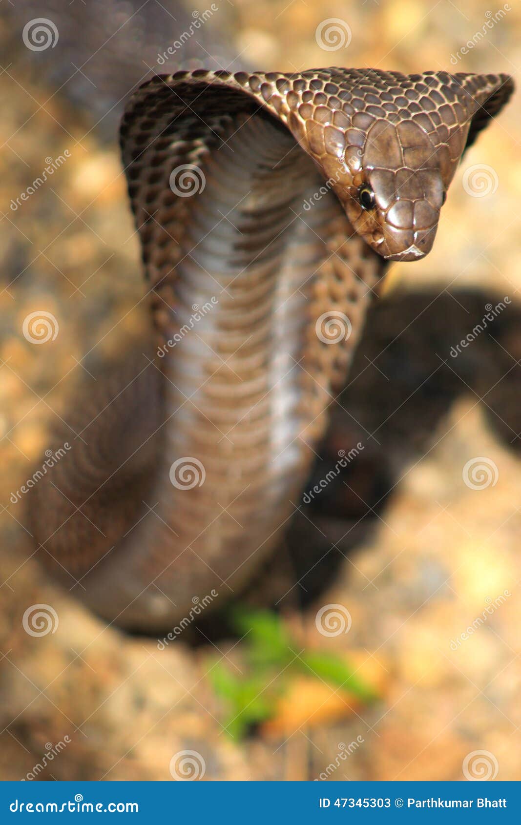Indian King Cobra