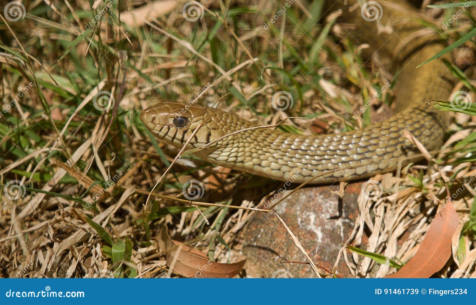 Cobra snake stock image. Image of wildlife, sunny, scales - 91461739