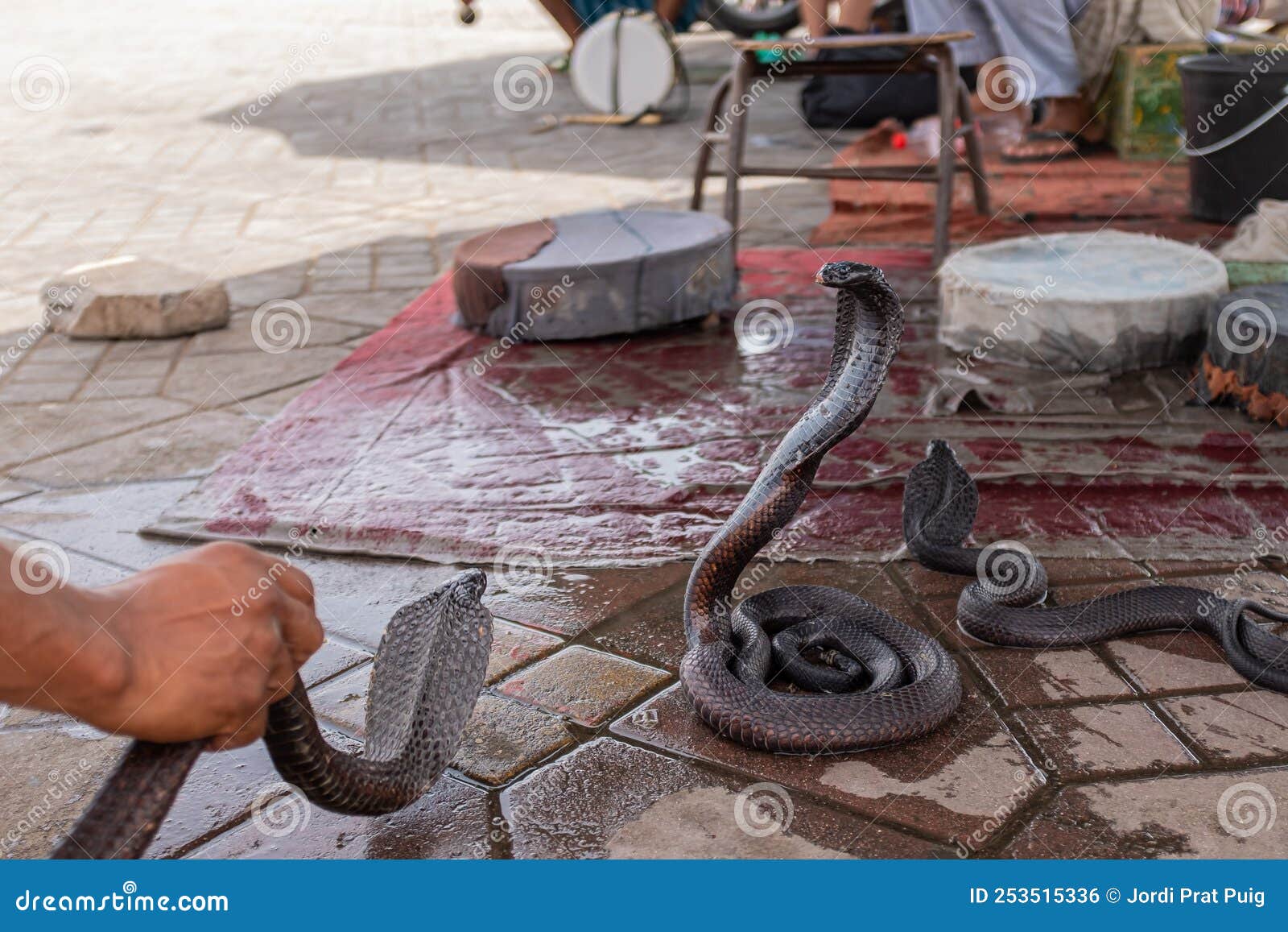 Cobra Snake on a Snake Pit for Tourists in Marrakesh, Morocco Stock ...