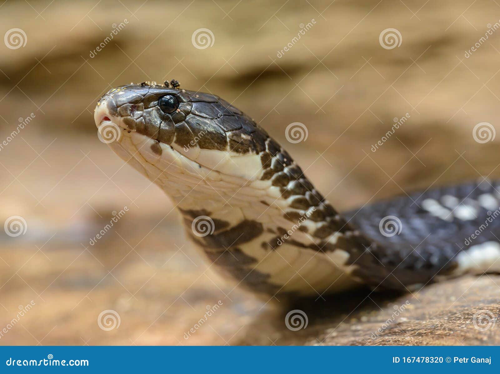 Cobra Snake Portrait Elevating Head Stock Photo - Image of animal, skin ...