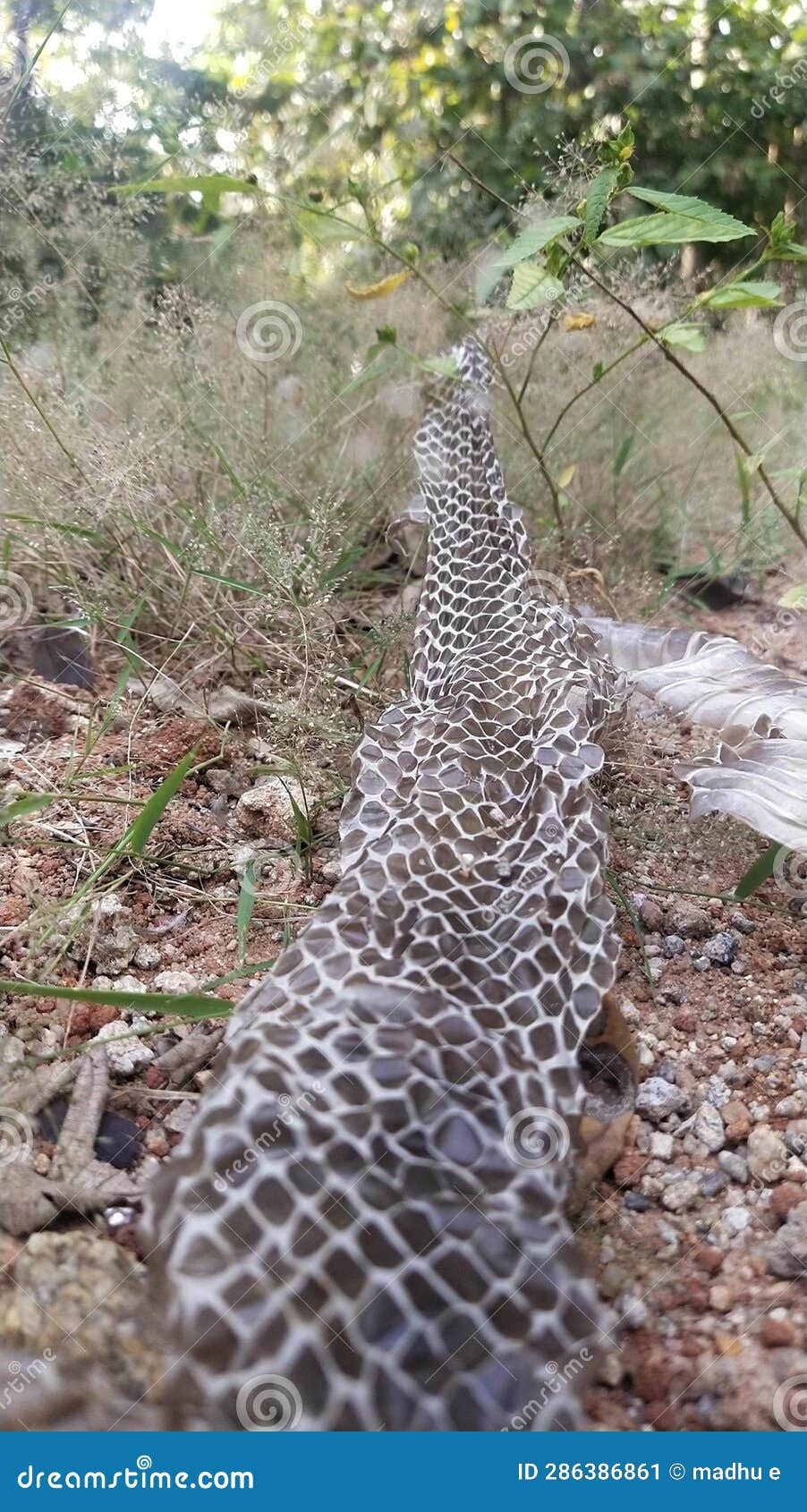 Cobra Snake Skin Layer Animals Stock Image - Image of animal, skin ...