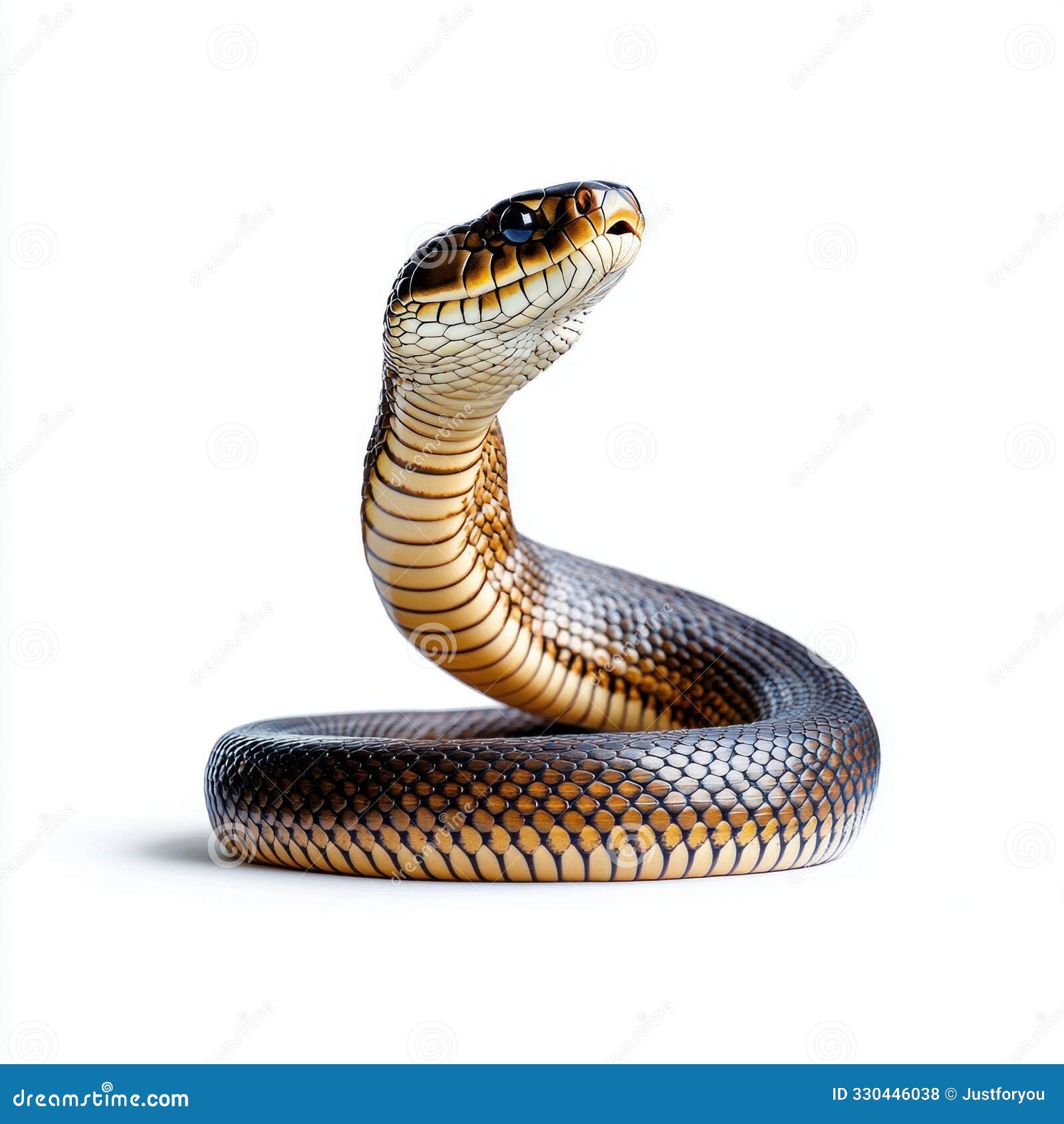 Cobra Snake in Striking Pose Stock Illustration - Illustration of fear ...