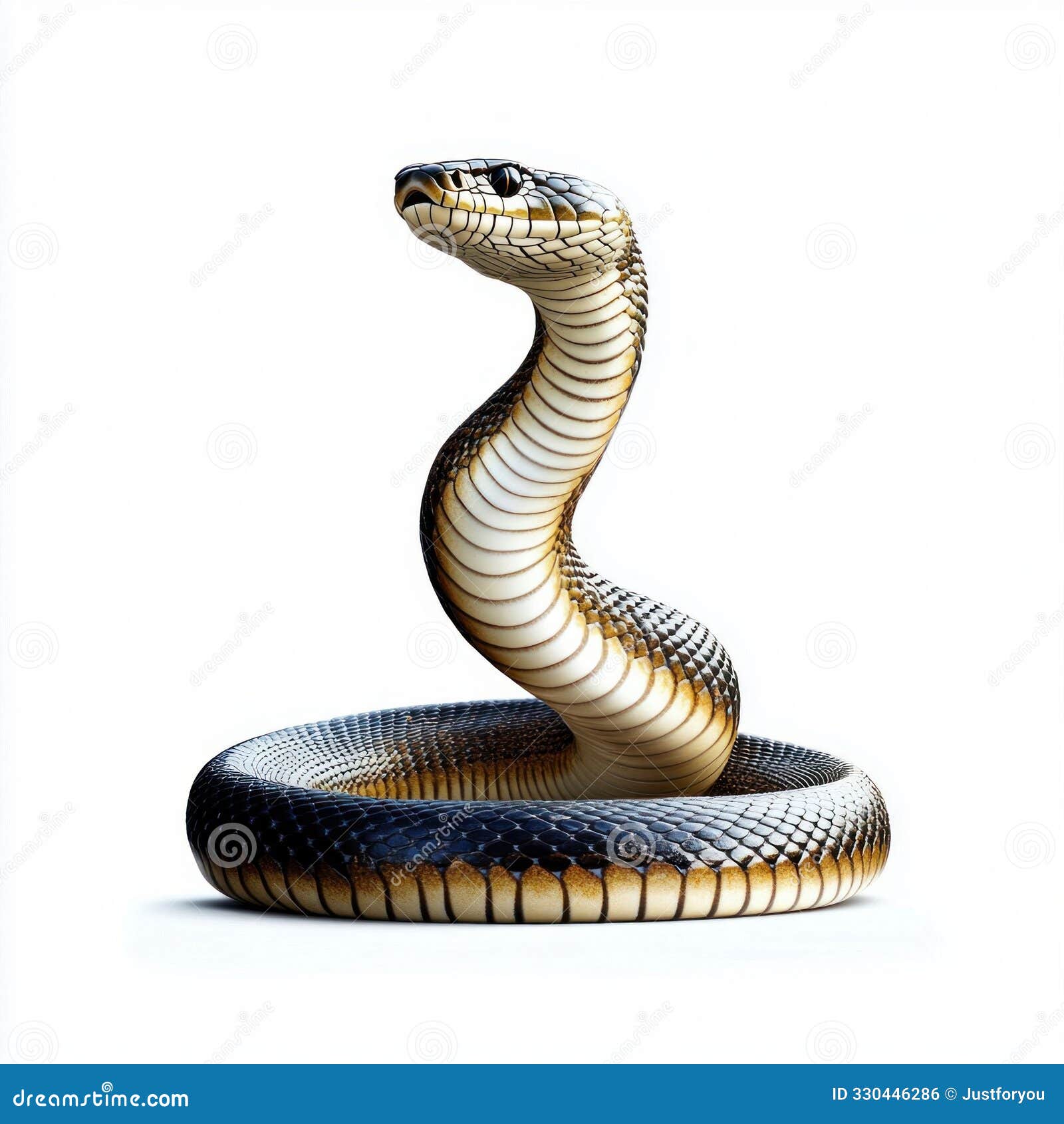 Cobra Snake in Striking Pose Stock Illustration - Illustration of ...