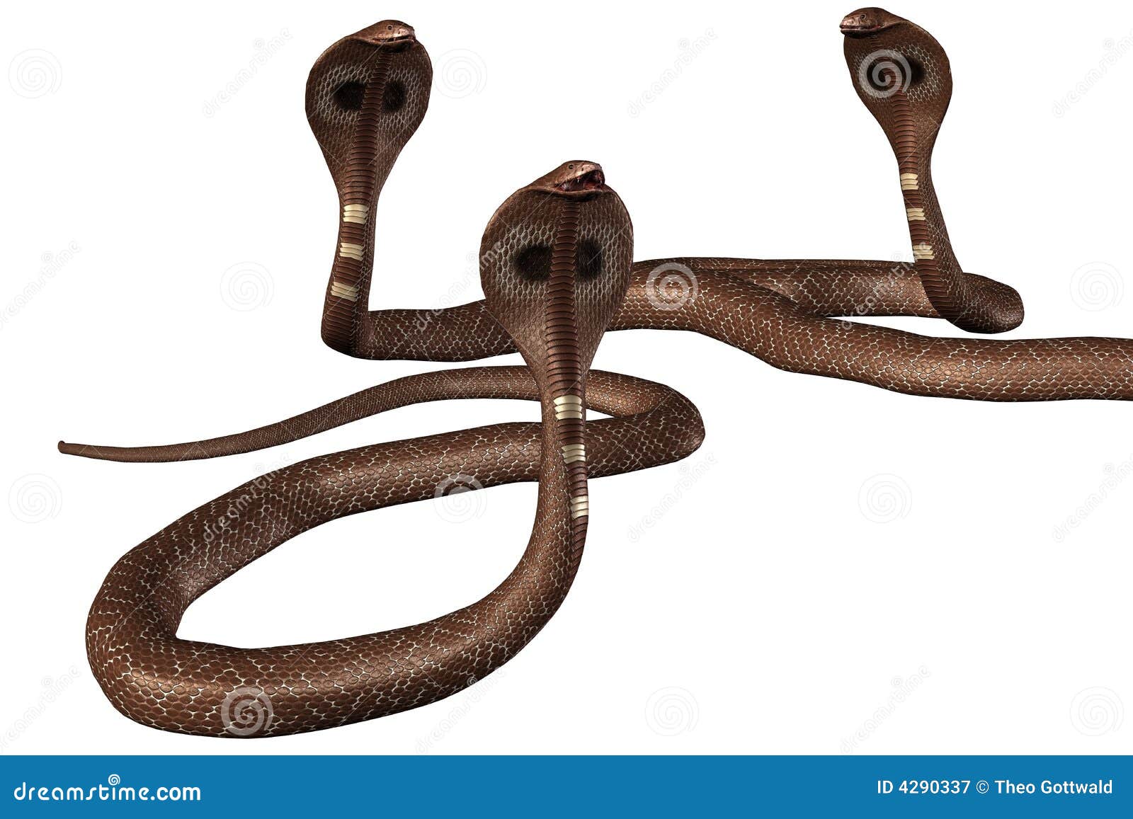 Rearing Snake Stock Illustrations – 3 Rearing Snake Stock Illustrations ...