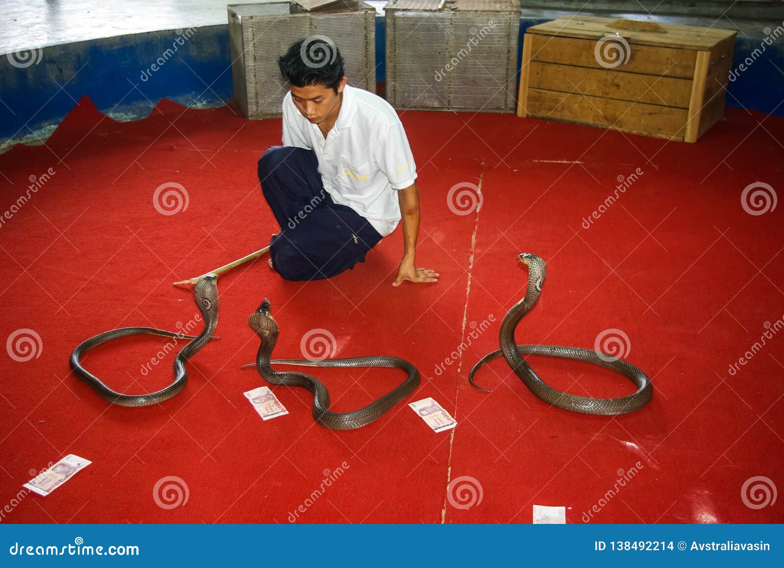 Cobra Training, Performance with Trained Cobras, Snake Trainer ...