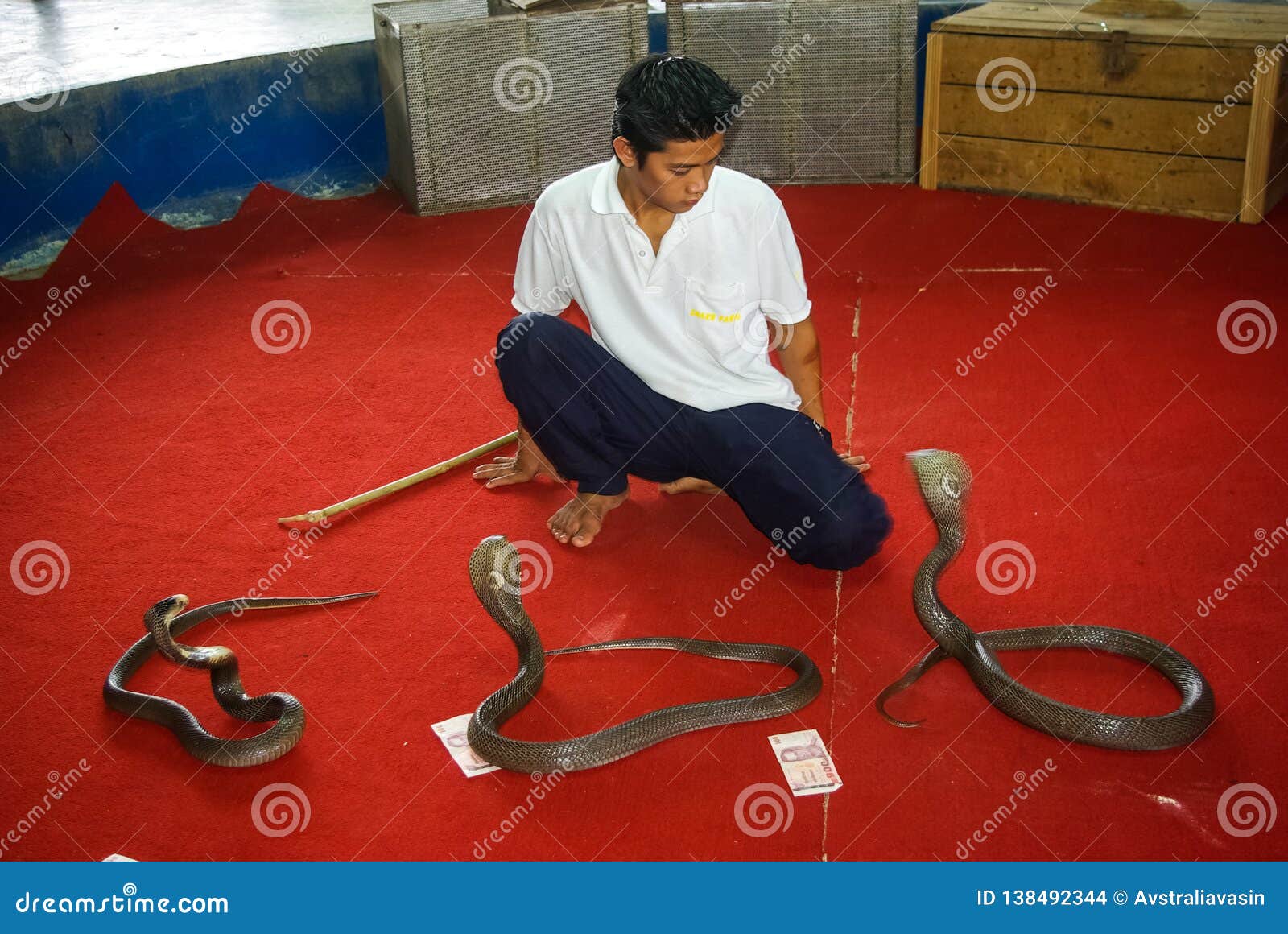 Cobra Training, Performance with Trained Cobras, Snake Trainer ...