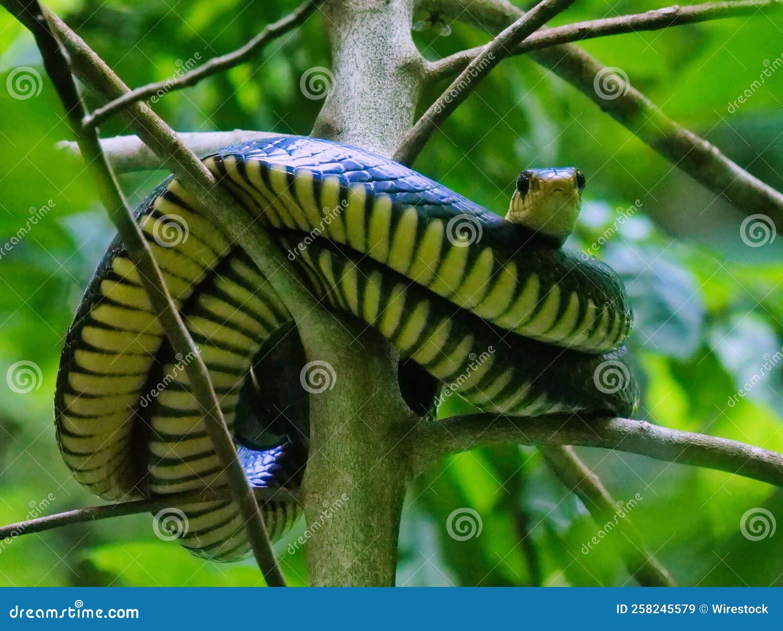 Cobra on a tree in Uganda stock image. Image of wildlife - 258245579