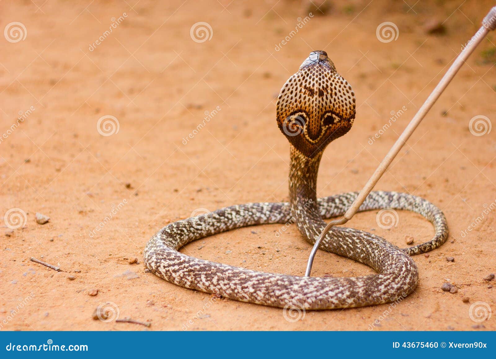 Cobra stock photo. Image of cobra, cape, close, mystery - 43675460