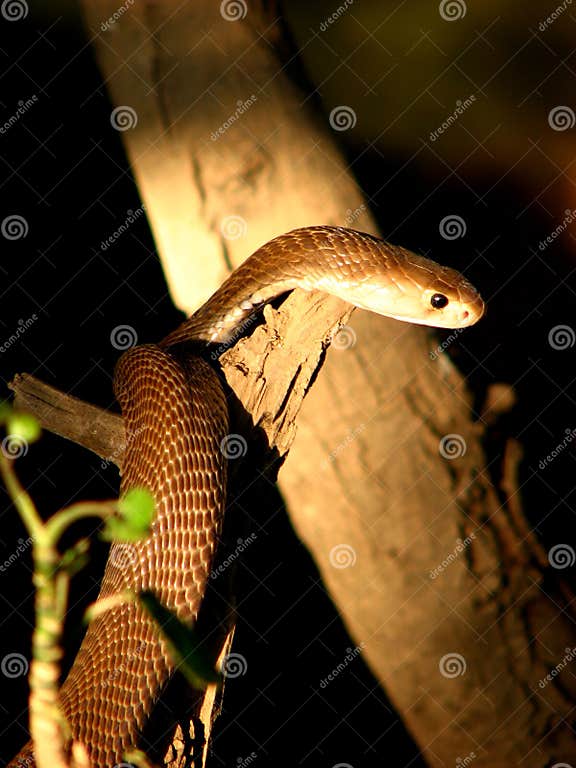 Cobras stock photo. Image of design, colors, forests, colours - 1930282