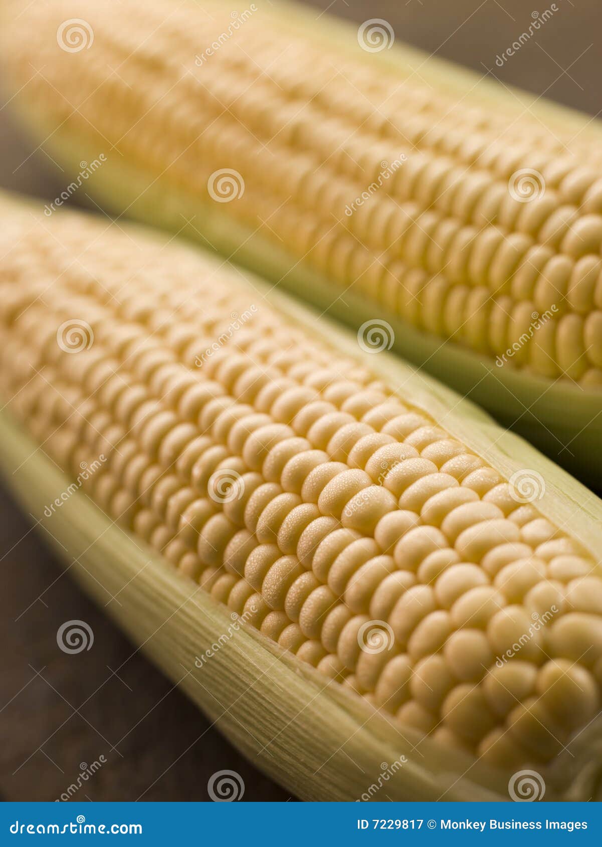 Cobs of Corn stock image. Image of objects, studio, groceries - 7229817