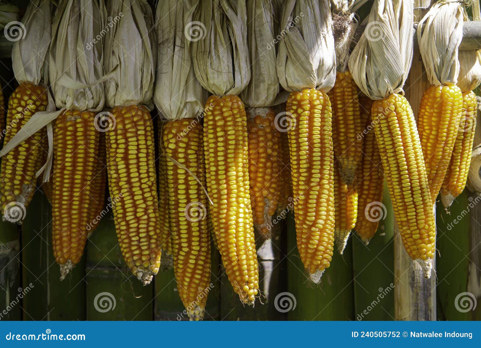 Cobs of Corn Drying Hanging Outdoors on Wall . Maize Corn Food Plants ...